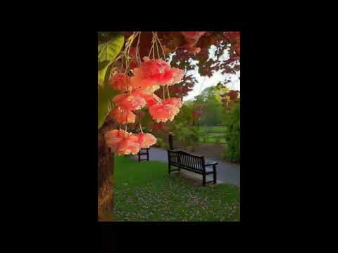 Nerdesin nerde nerde :(