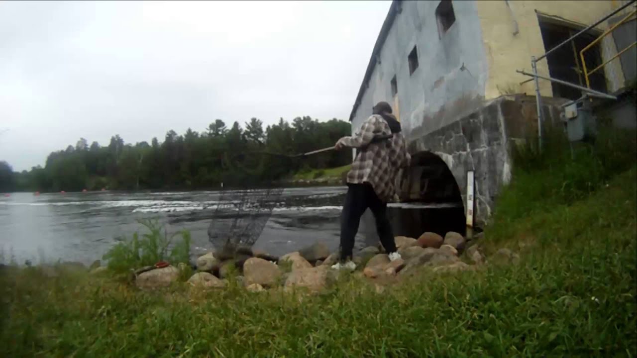 Muskie Fishing Below A Dam. - YouTube