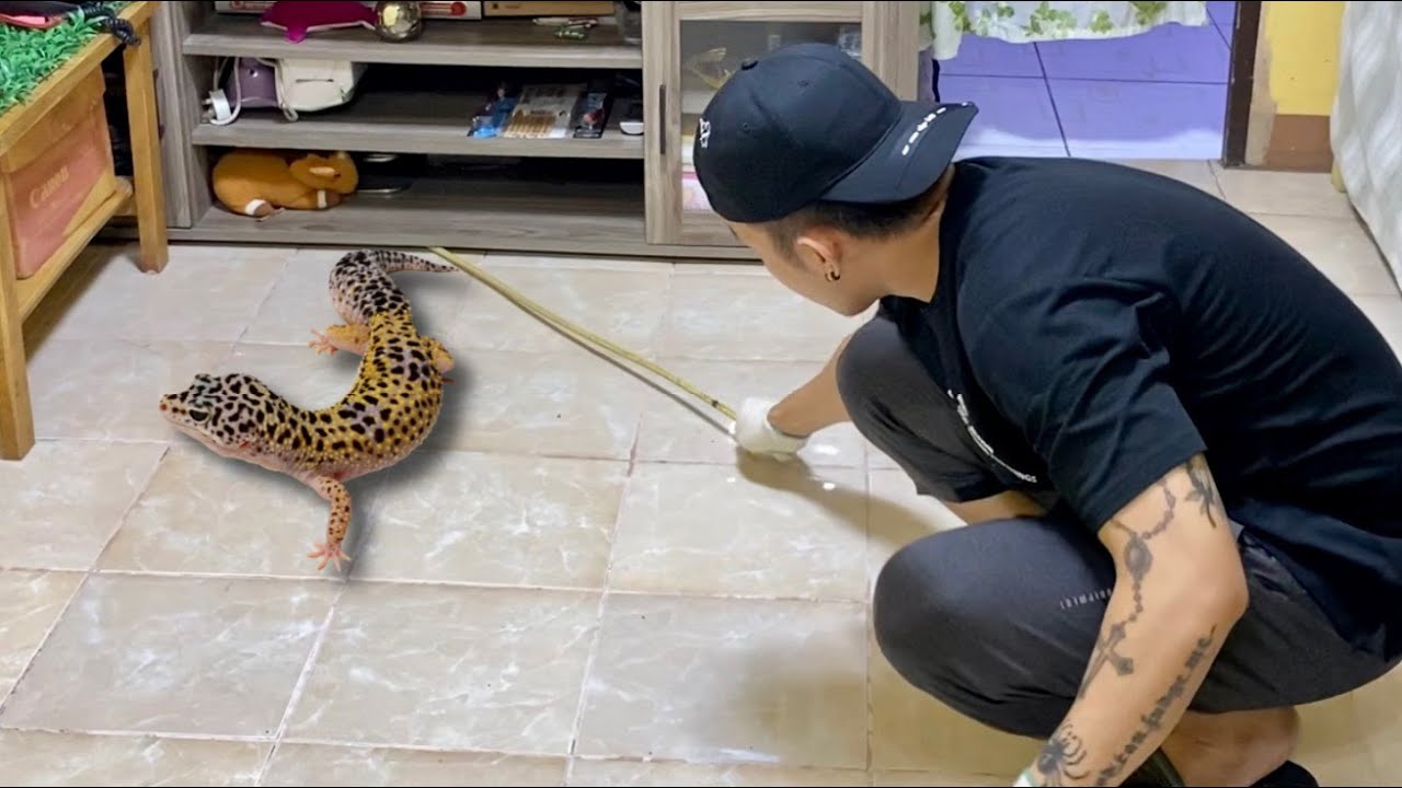 Capturing Big Lizard (Tuko) Under My TV | BOY MAAS Ako Ngayon - YouTube