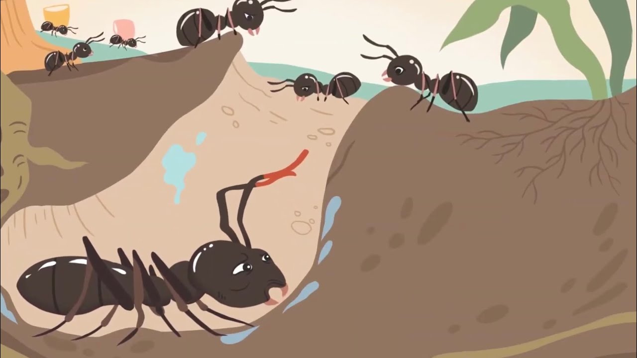 Đàn kiến con ngoan ngoãn | Sách Kết nối tri thức với cuộc sống | Đàn ...