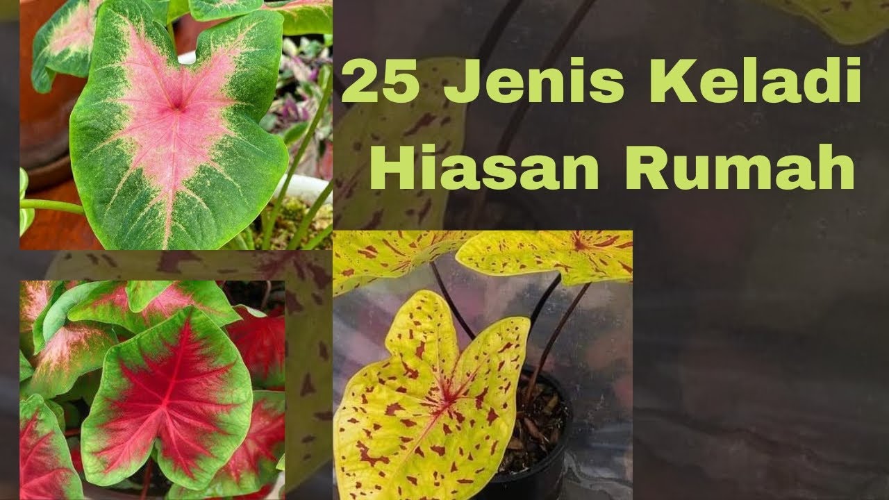 25 Jenis Tanaman Keladi Hiasan Rumah Yang Banyak Dicari dan dikoleksi. - YouTube