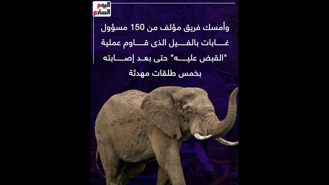 أفيال مدربة و150 شخصا شاركوا فى ضبطه القبض على فيل تسبب فى مقتل 6 أشخاص