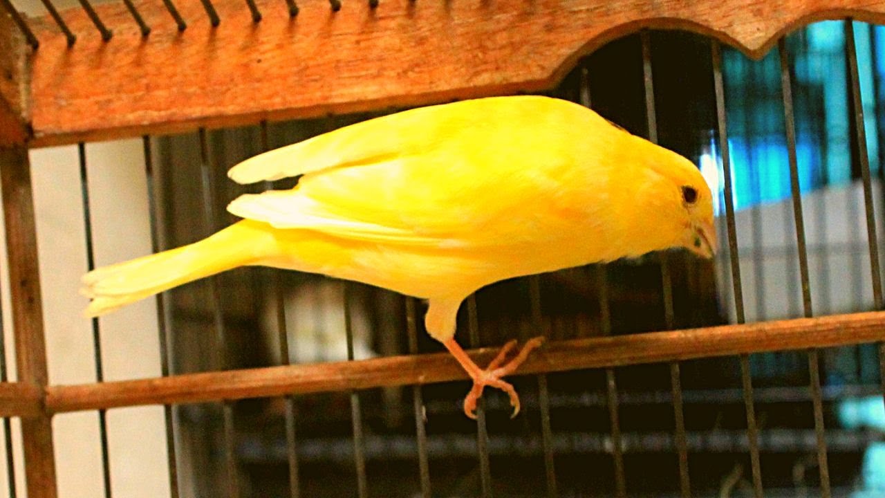 CANARY BETINA WARNA LEMON - YouTube