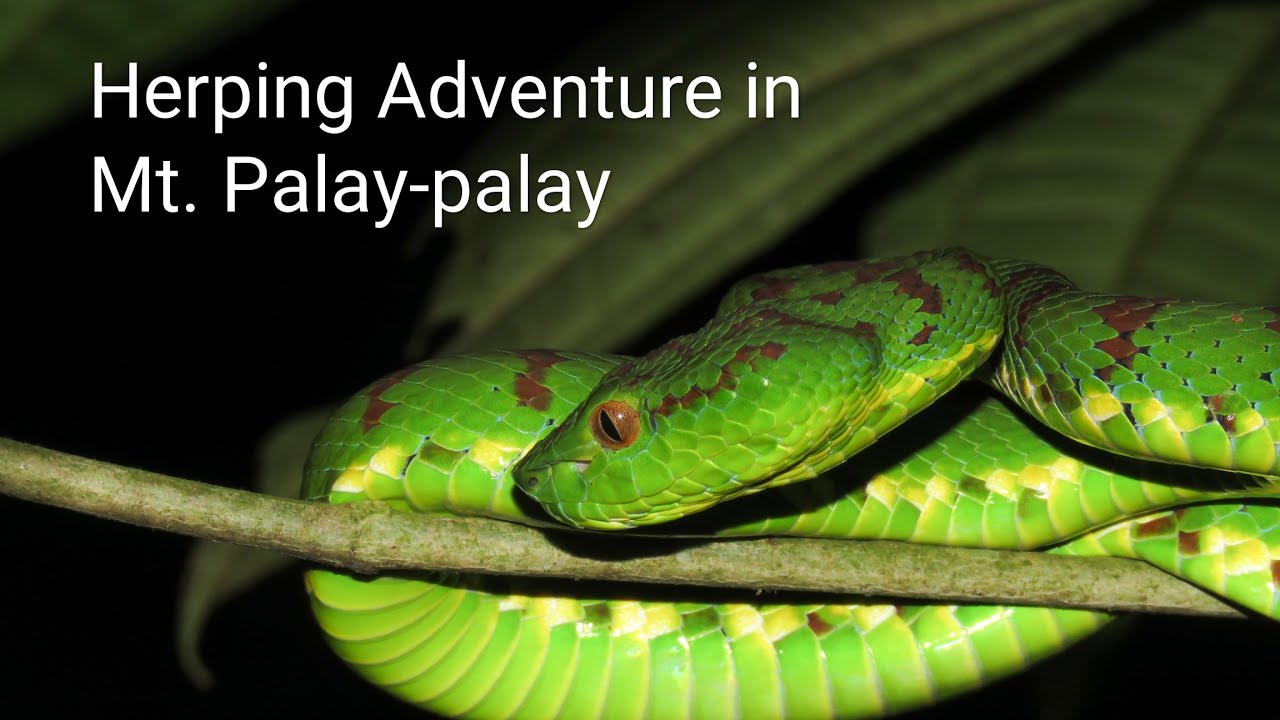 Herping Adventure in Mt. Palay-palay- Mataas na Gulod Protected ...