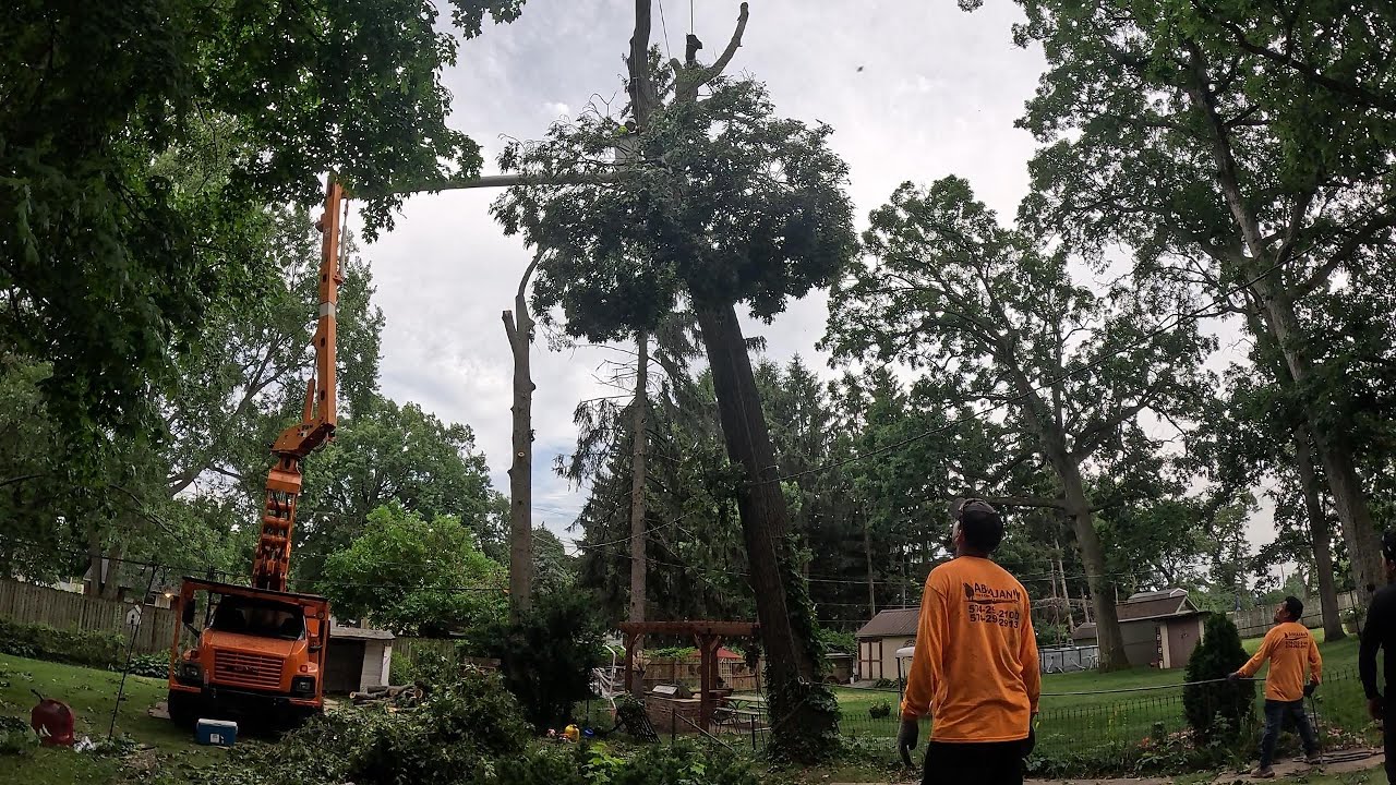 2 Huge oak trees cut down by professionals! Free load of firewood ...