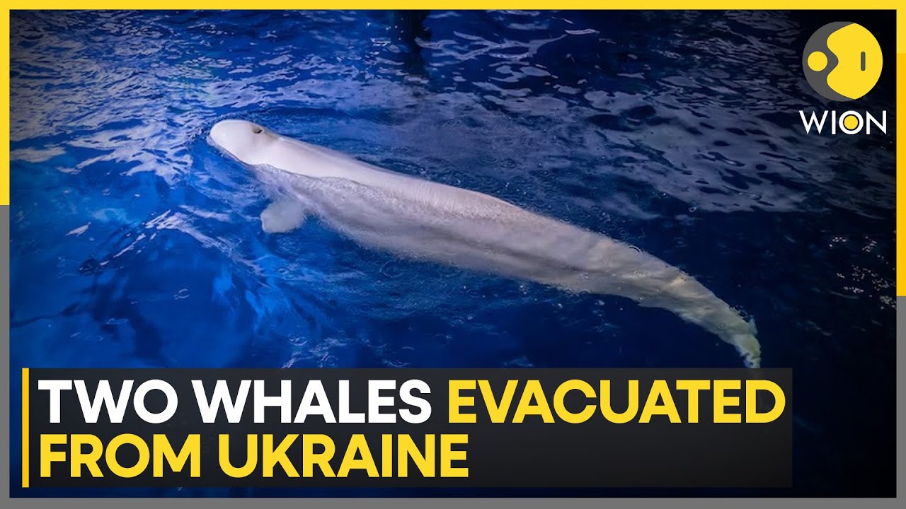 Beluga Whales evacuated from Ukraine's war-torn Kharkiv to Spain's ...