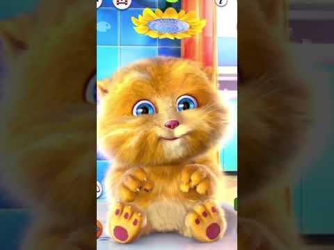 Sarı kedi ginger cat günaydın herkese diyor #shorts
