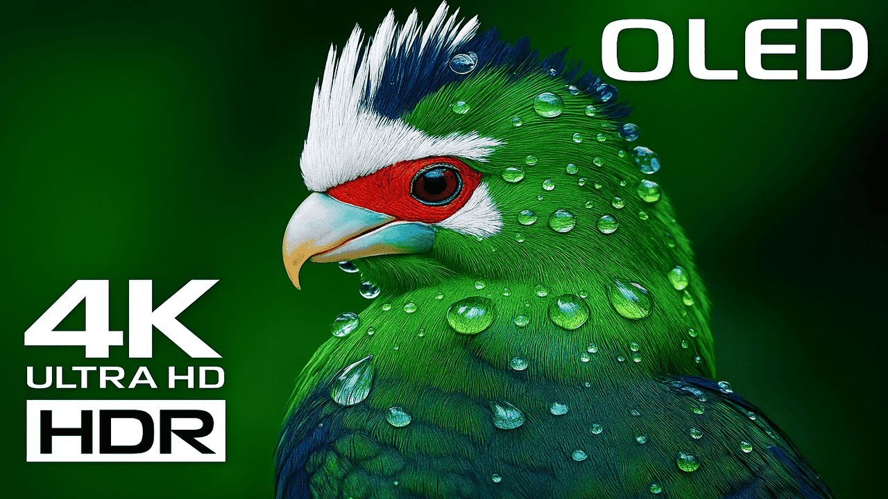 Close-Up in 4K: Extraordinary Birds and Wild Animals in Vibrant Details ...