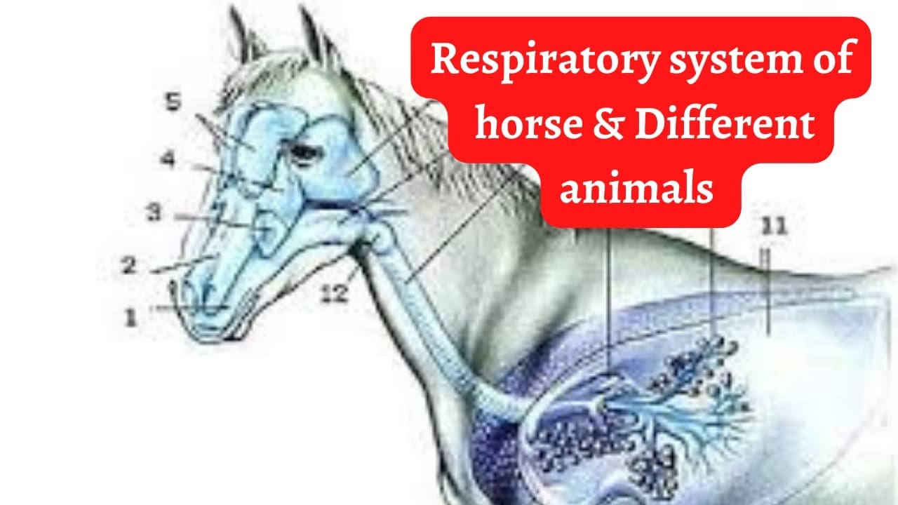 Respiratory system ( paranasal sinuses , Larynx , Trachea , lung ...