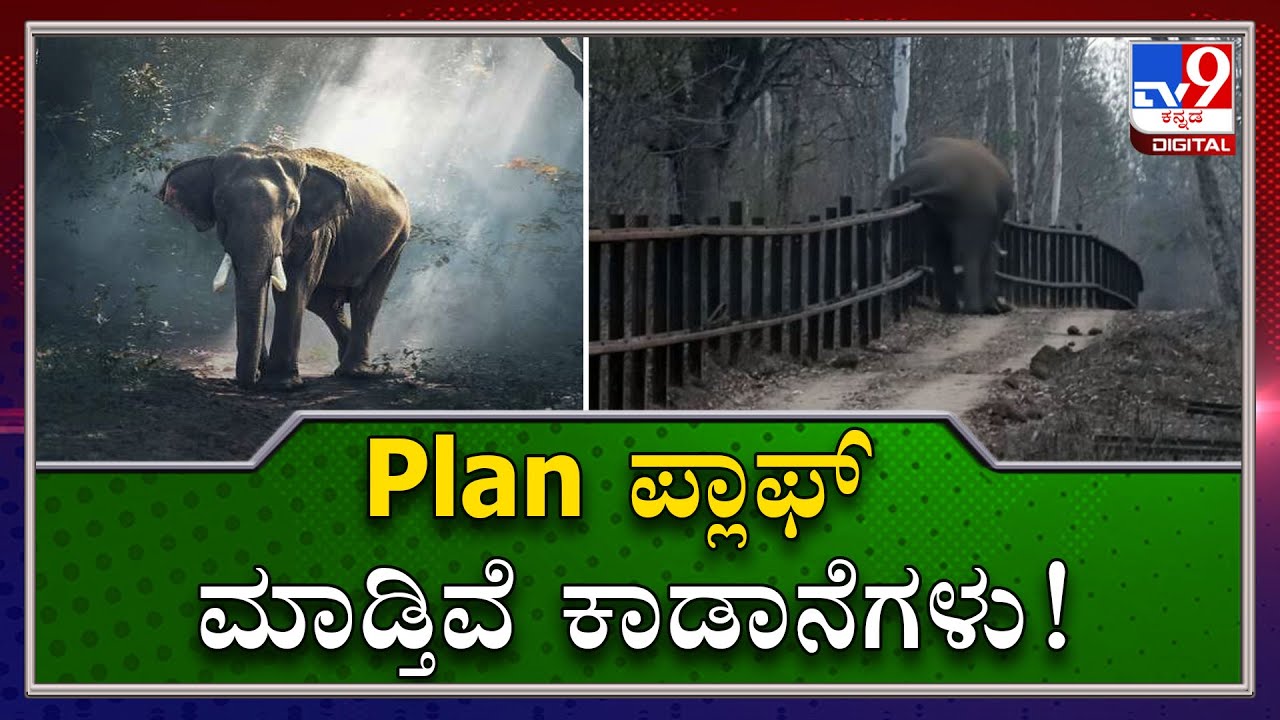 Forest Elephants Flop The Plans Of Forest Department...! - YouTube