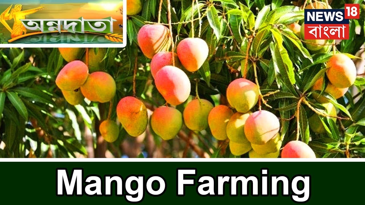 Mango Farming In Malda | Annadata | March 10th, 2019 - YouTube