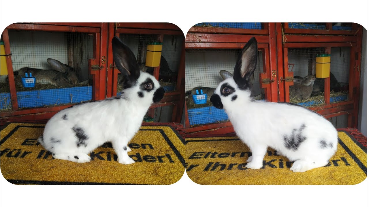 Criterii de baza in selecția unui iepure fluture german 😉 - YouTube