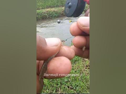 Mancing Ikan Uceng di Sungai Umpan Go Potato #744 - YouTube