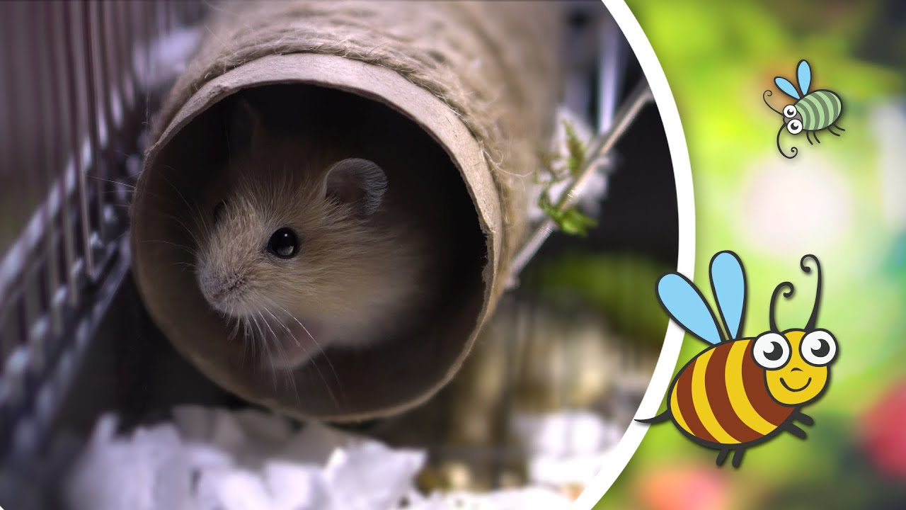 Sony 50mm, f/1.8. Little red hamster playing Lady Bee How to care for ...