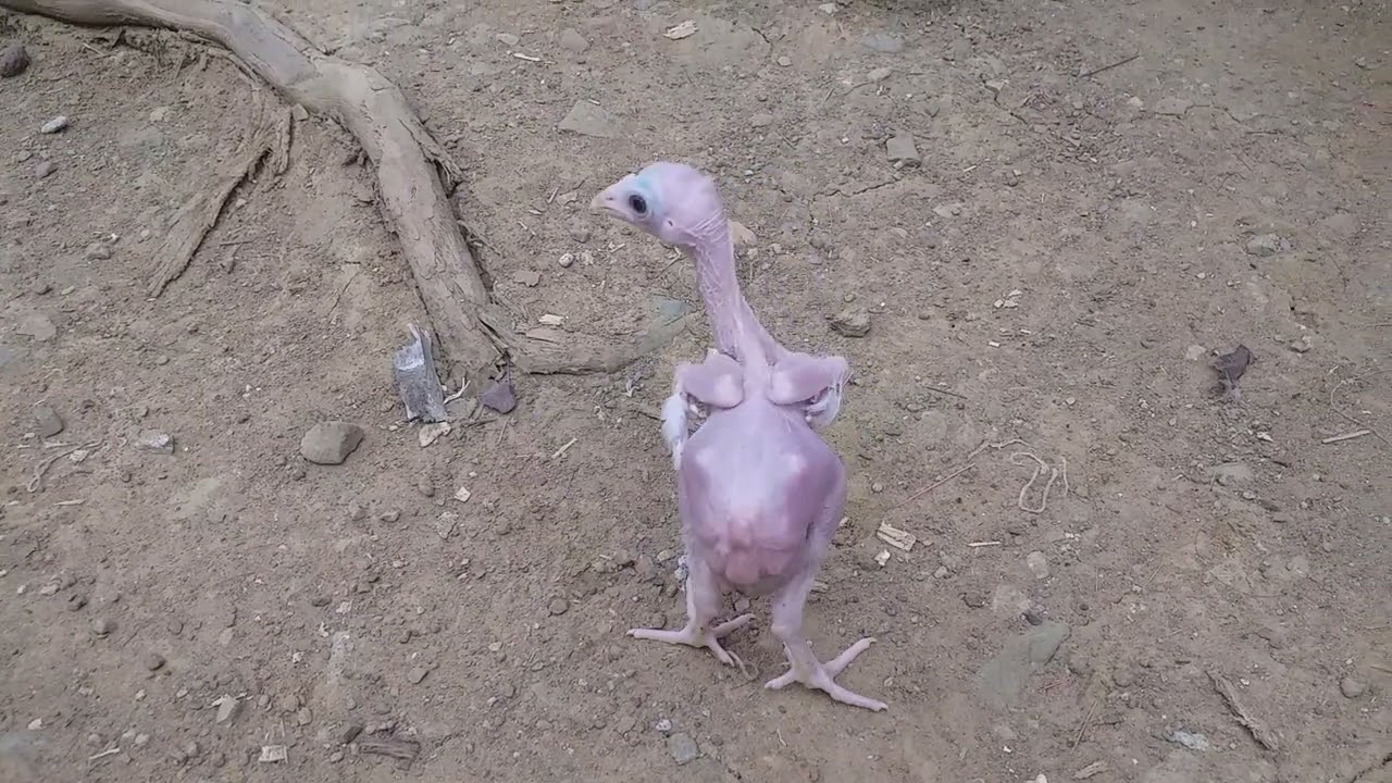 Rare Featherless Chicken in Toledo City - YouTube