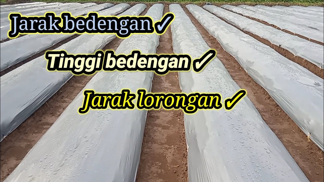 JARAK BEDENGAN,TINGGI BEDENGAN DAN JARAK LORONGAN YANG PAS UNTUK TANAM ...