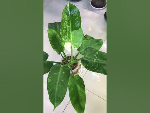 КОМНАТНОЕ РАСТЕНИЕ ФИЛОДЕНДРОН ХОСЕ БУЭНО КРУПНАЯ ЯРКАЯ МОКУШКА #plants ...