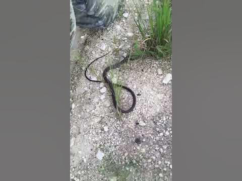 Papua New Guinea Highland Snakes - YouTube