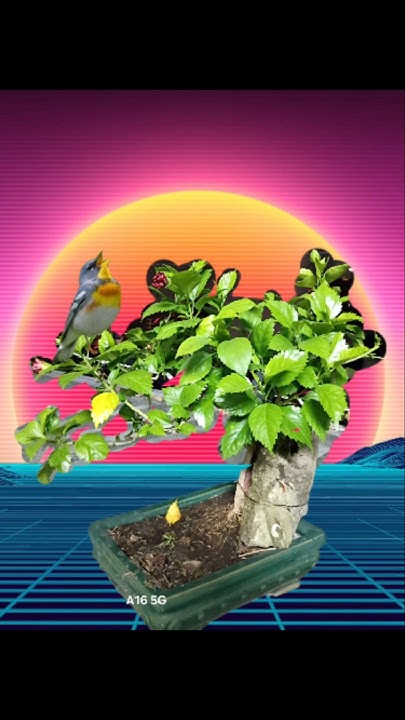 LÀM BONSAI DÂM BỤT GHÉP ĐÁ TỪ CÀNH CHIẾT - YouTube