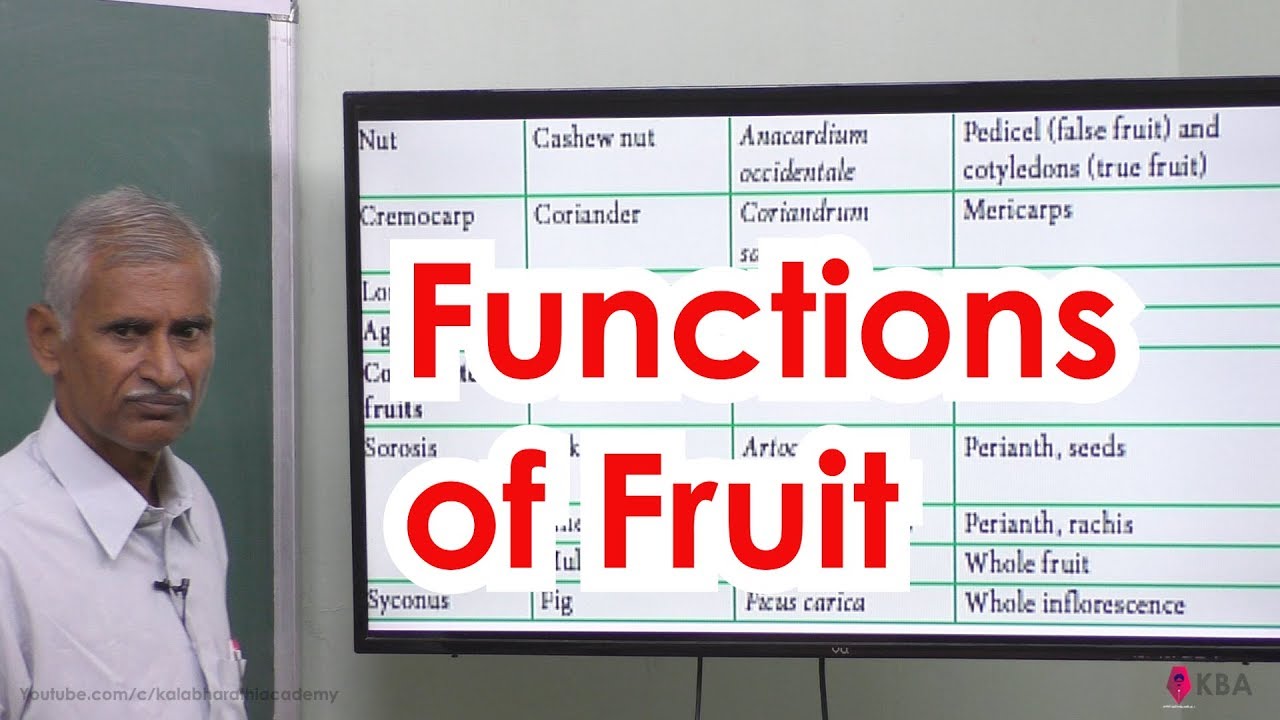 52.Botany | Reproductive Morphology | Functions of fruit - YouTube