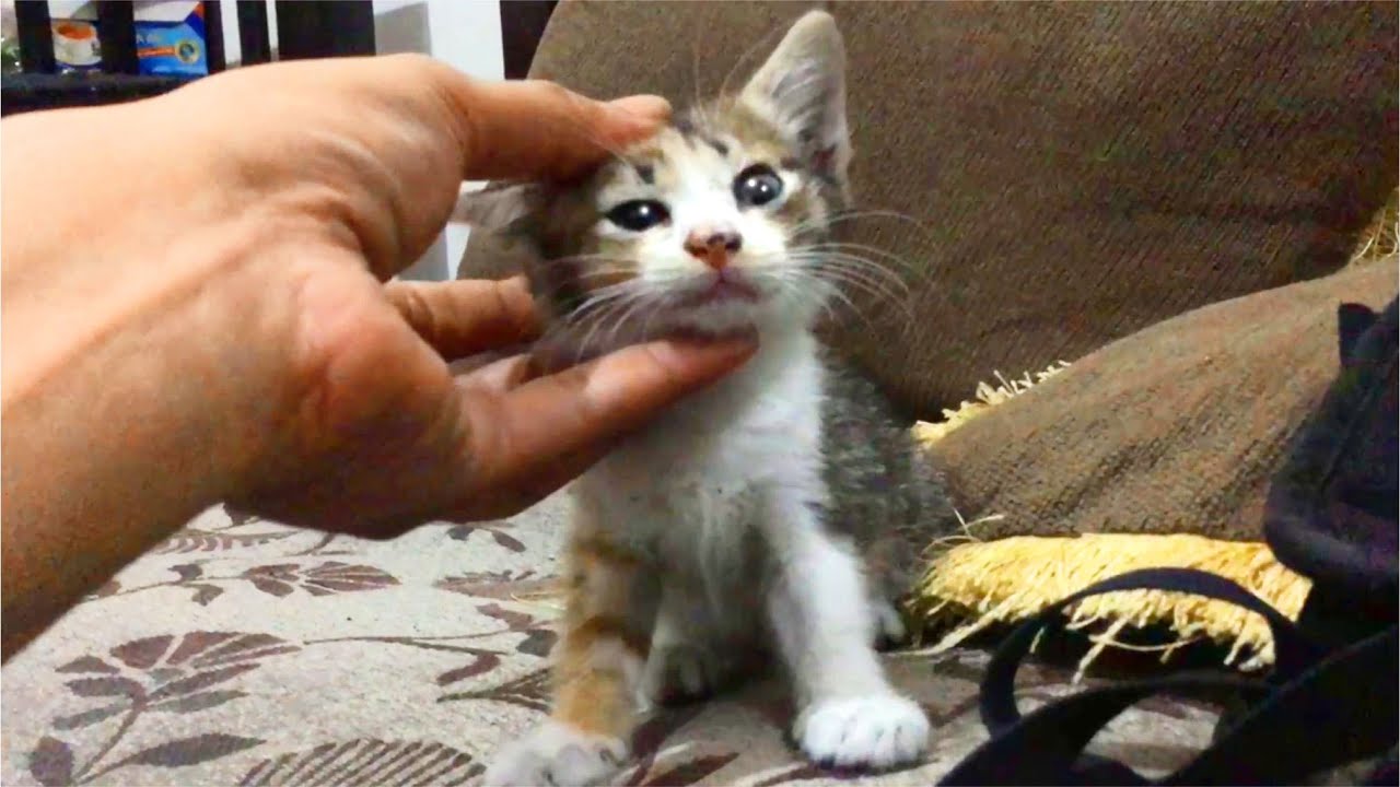 Angry Kitten Hits Wall When Trying To Attack & Slap Cat - Cats Meowing ...