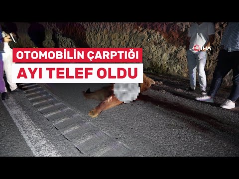 Gümüşhane’de otomobilin çarptığı ayı telef oldu