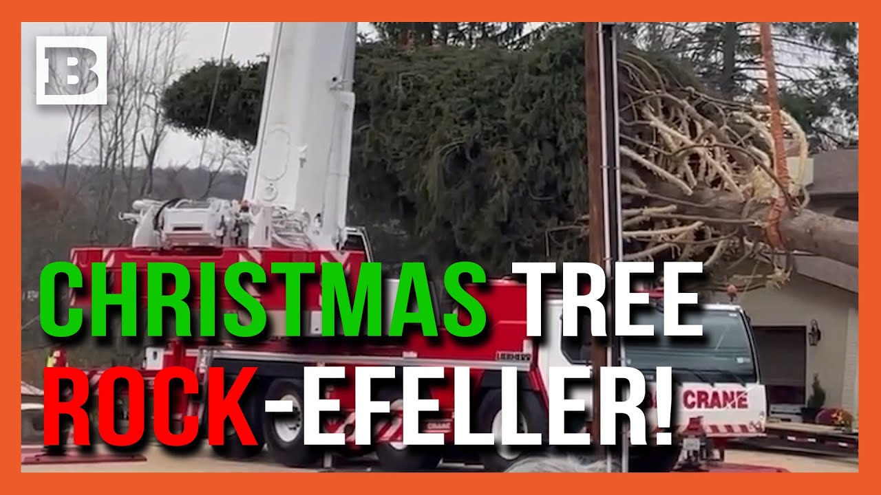 CHRISTMAS TREE ROCK-EFELLER! — 80-Foot Tree Selected for Rockefeller ...