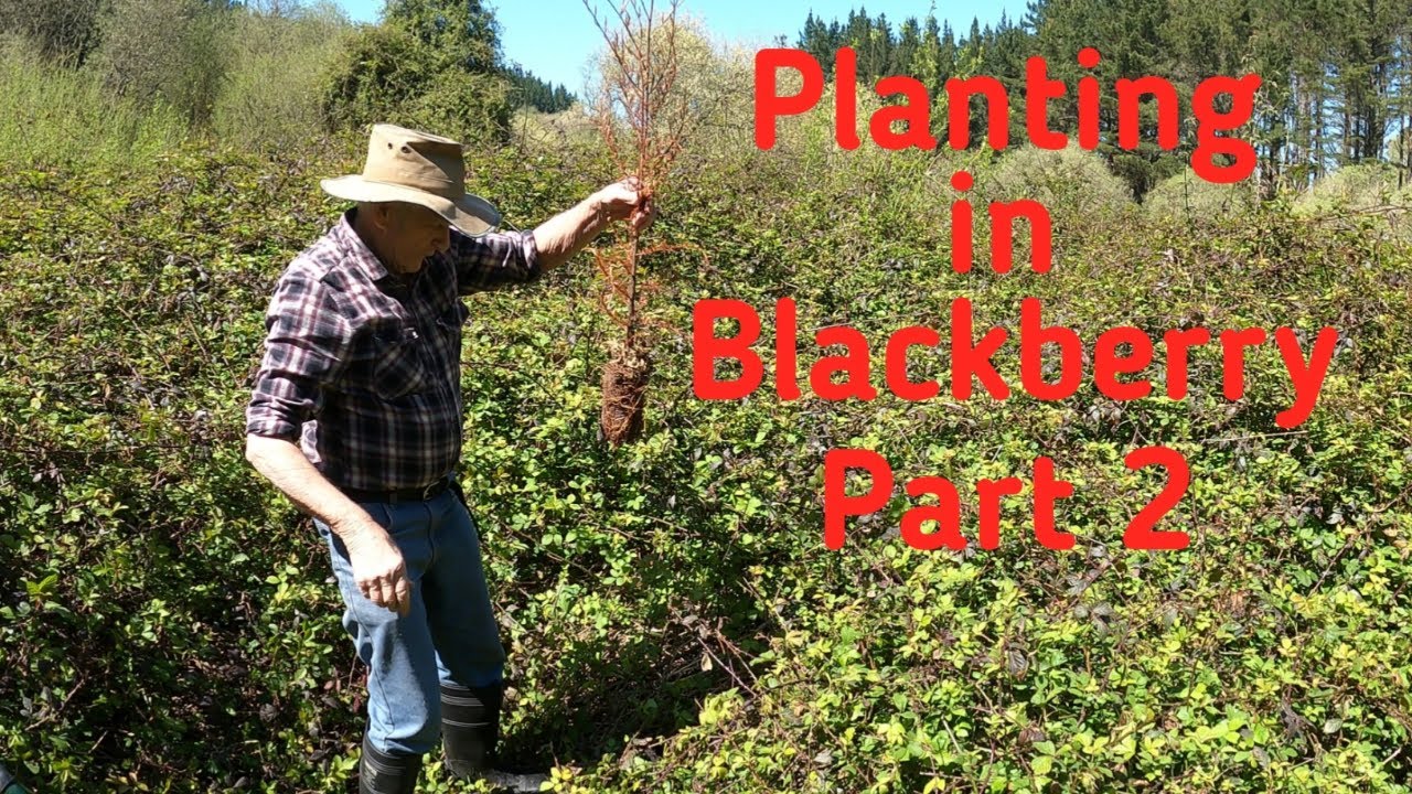 Plant native trees New Zealand. Plant in Blackberry part 2 Te Ngahere ...