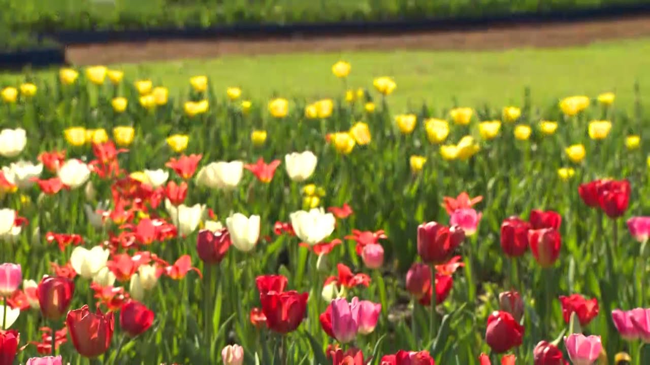 The Garden Gurus - Tulips of Araluen - YouTube