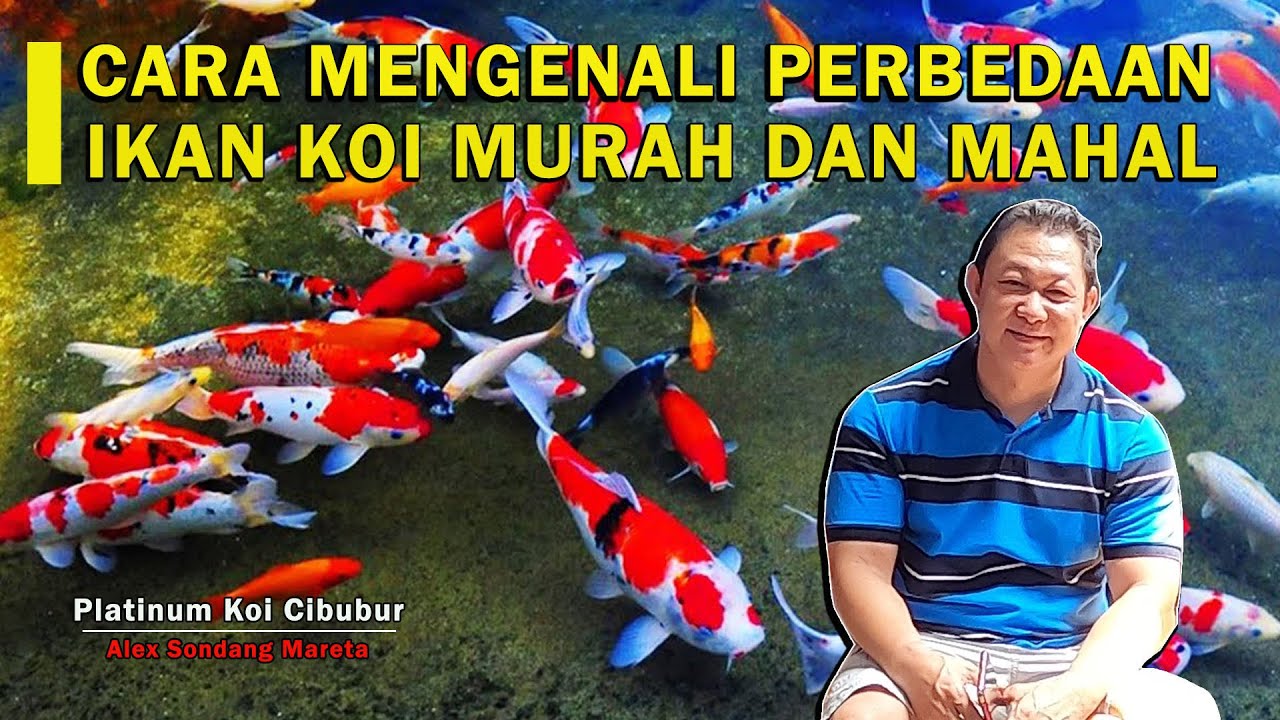 CARA MENGENALI PERBEDAAN IKAN KOI MURAH DAN MAHAL I PLATINUM KOI ALEX ...