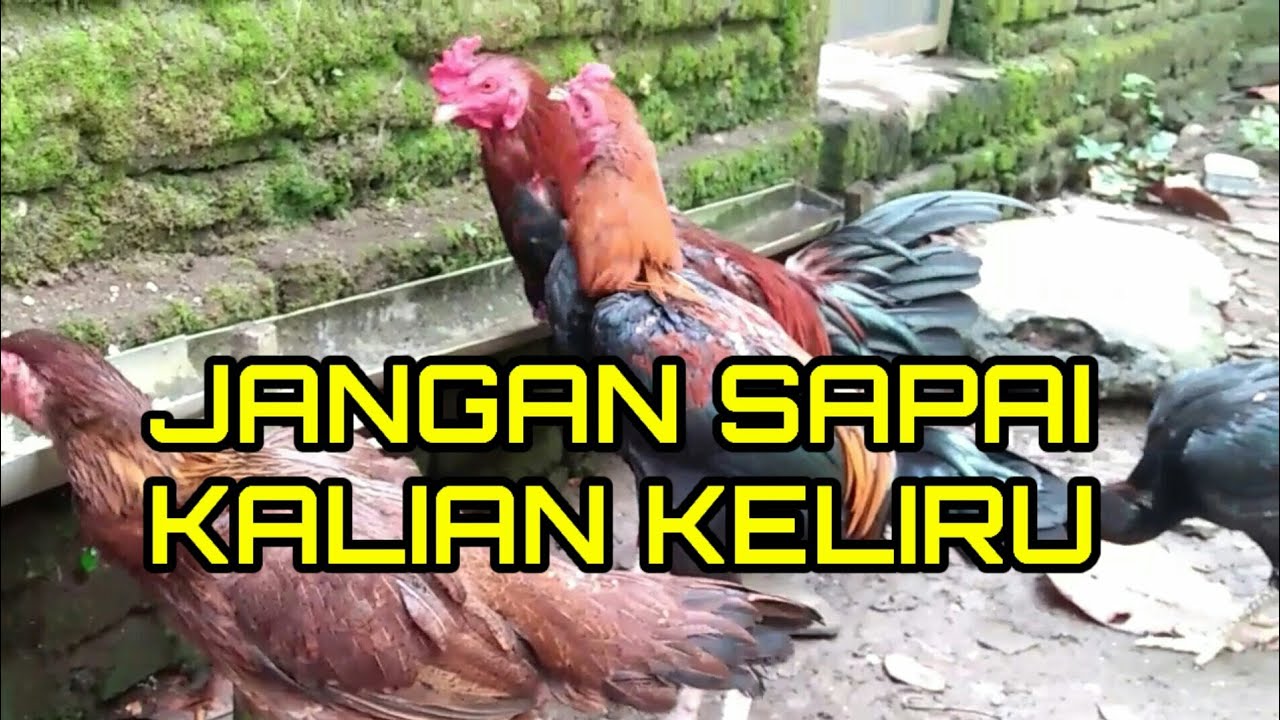 ciri ciri perbedaan ayam bangkok dengan ayam rambon - YouTube