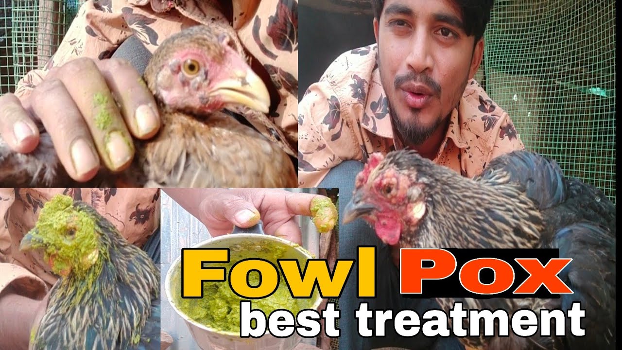 fowl pox treatment - YouTube