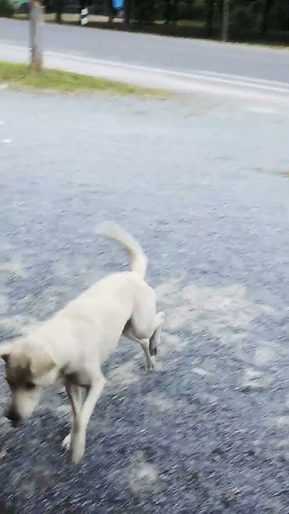 dog walking on 2 legs. #สุนัขเดินสองขา.#shorts.EP002 - YouTube
