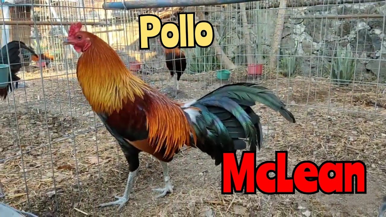 POLLO HATCH McLEAN SANGRE DE RAY HOSKINS Y GUESS CON 1/4 DE ASIL - YouTube