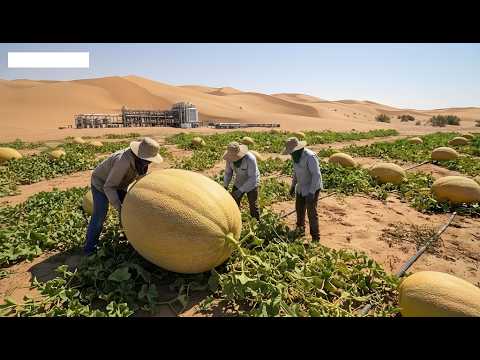 Unbelievable! They Grew Cantaloupes in the Desert – The Results Shocked Millions!