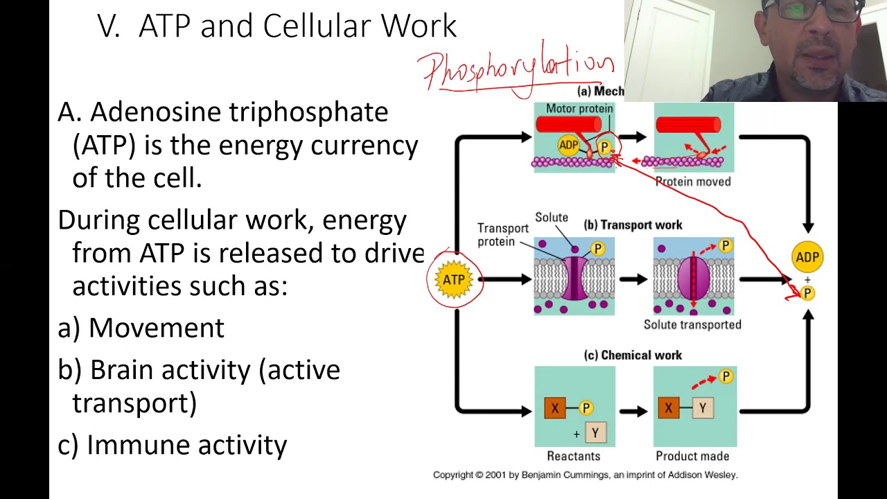 ATP Structure and Cycle - YouTube