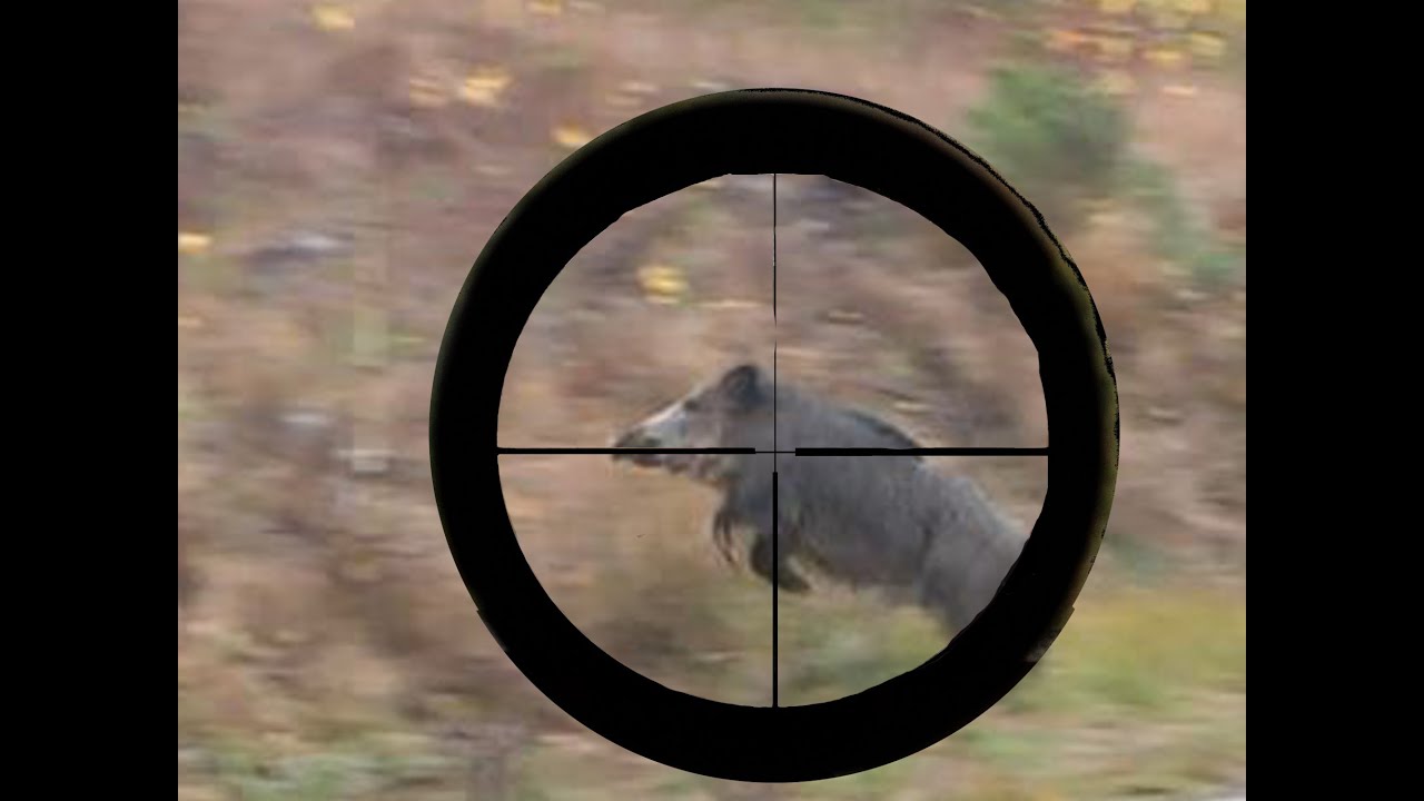 HIT SHOTS ONLY! How should you shoot- wild boar and red deer HUNTING ...