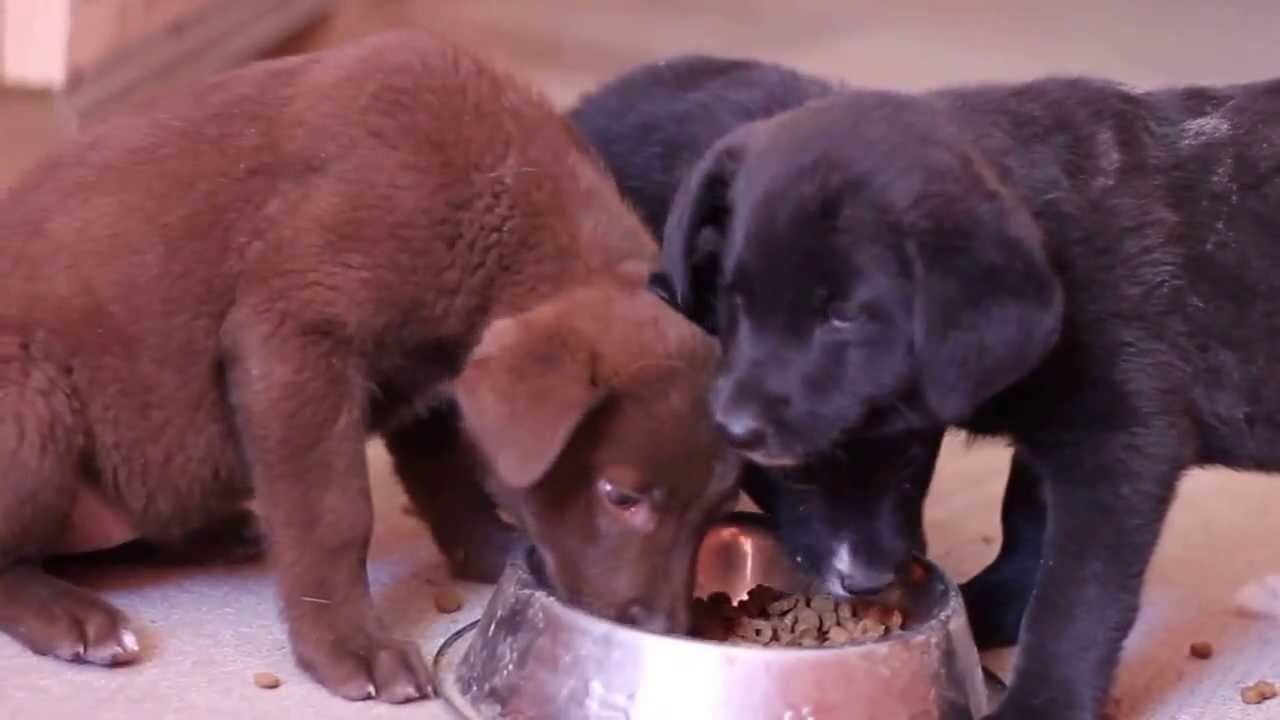 Labrador/criollo 2 meses de edad. - YouTube