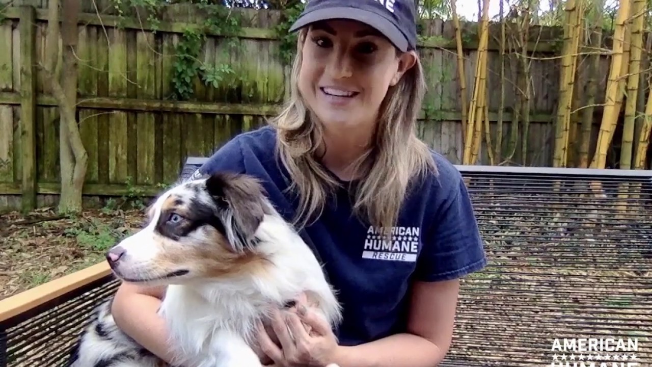 American Humane Rescue Reels - Intro - YouTube
