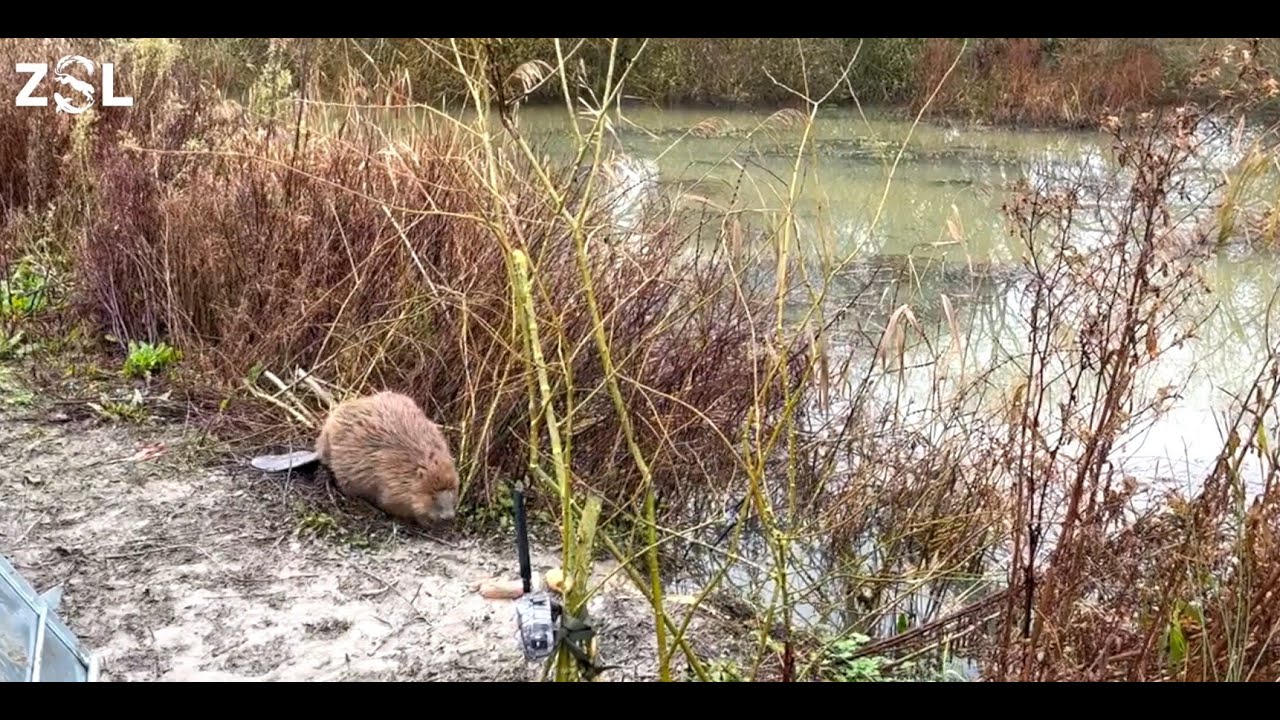Behind-the-scenes on a beaver health check - YouTube