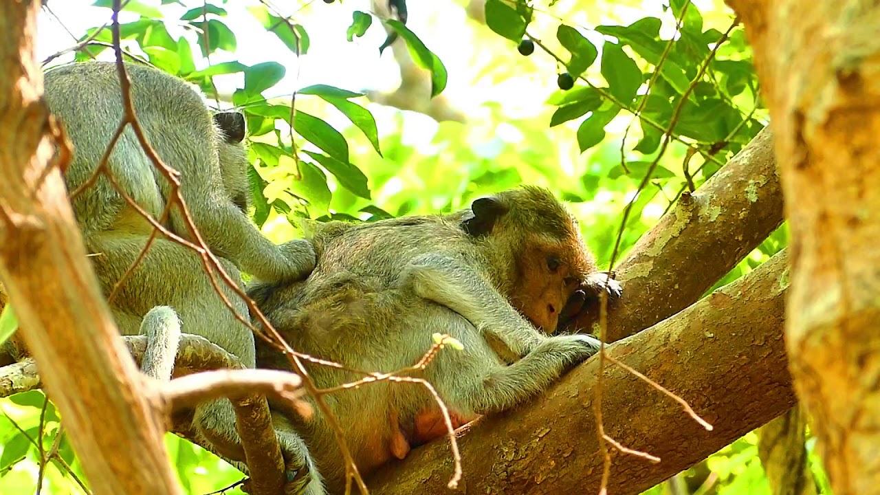 8709 CELINE Baby Monkey Crying Baby Monkey Videos - YouTube