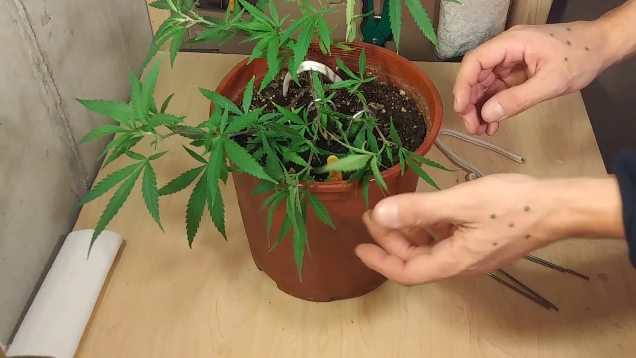 21 only How To Bend A Cannabis Plant As Low Stress Training the Final Push Down YouTube 21 only How To Bend A Cannabis Plant As Low Stress Training the Final Push Down YouTube