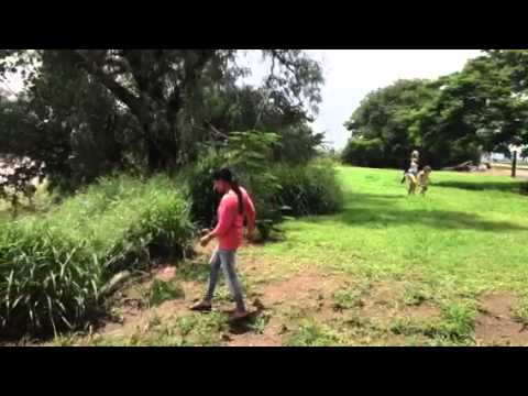 Gatton 2 flood - YouTube