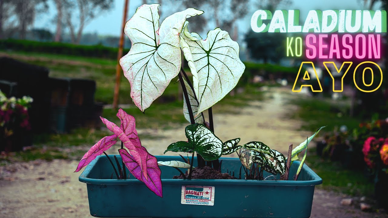 Caladium Bulbs Planting and Potting Mix I Pabitra Garden Gardening Tips ...