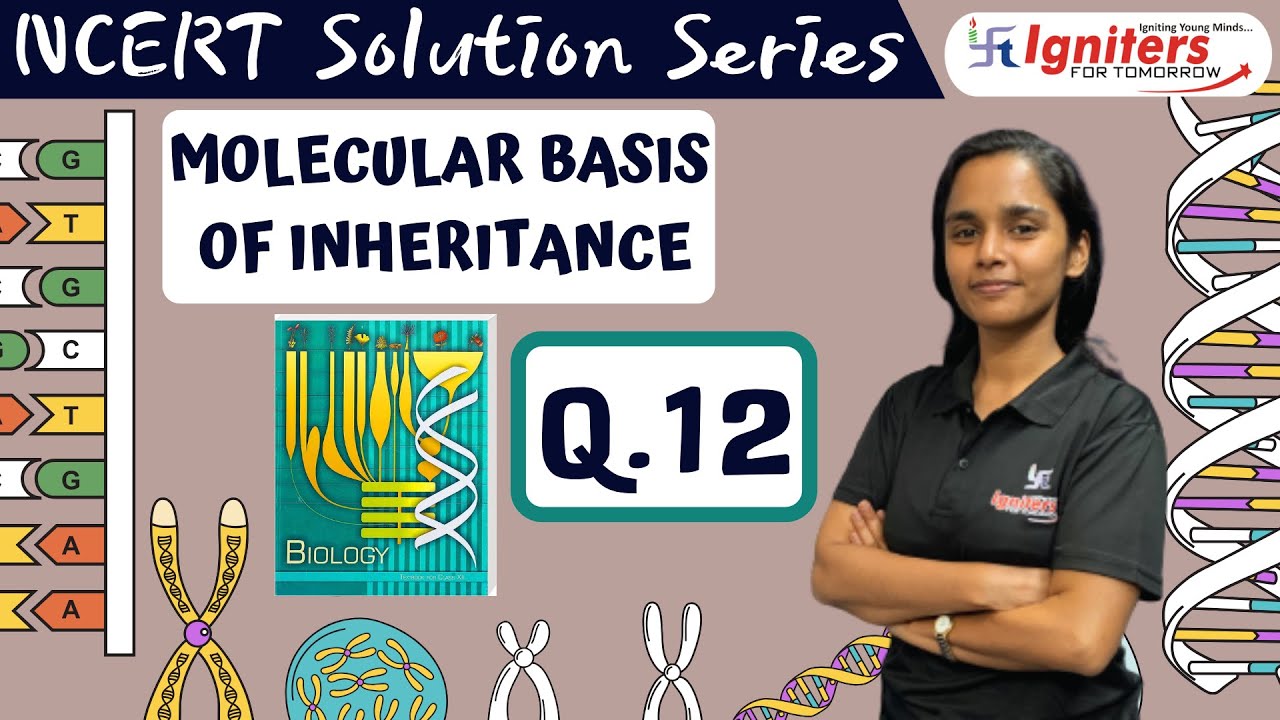 Exercise Q.12 - Molecular basis of Inheritance | Class 12 | NCERT ...