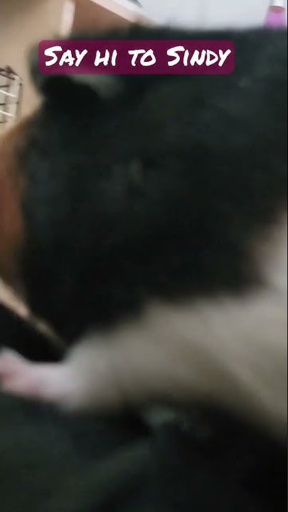 Meet sindy - YouTube
