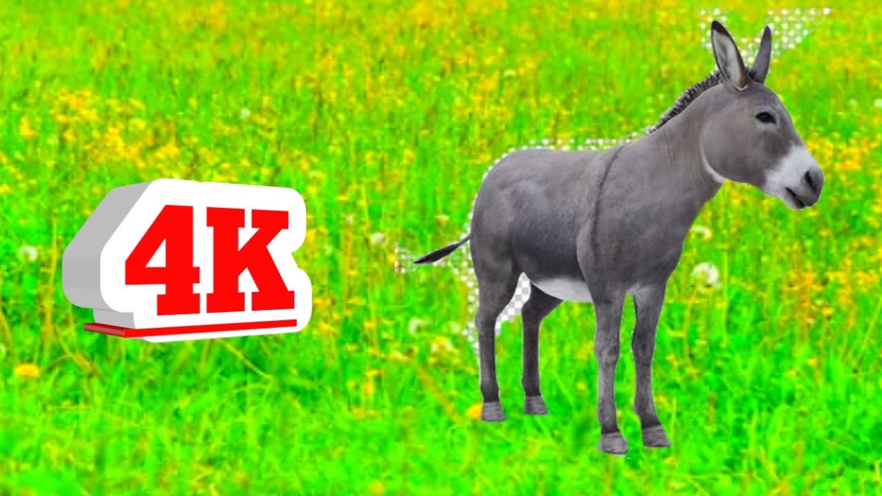 animals donkey | beautiful donkey | amazing donkey video | 4K ultra HD ...