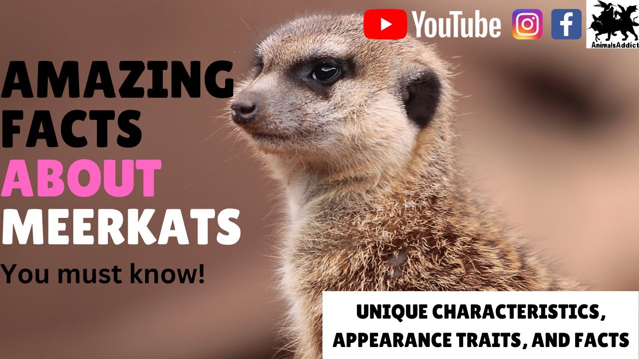 Amazing Facts About Meerkat You Must Know Meerkat Facts Traits amazing-facts-about-meerkat-you-must-know-meerkat-facts-traits