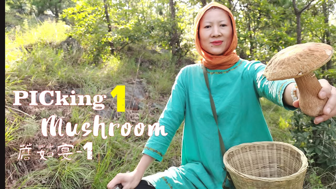 Mushroom feast 【1】: picking Wild mushroom| how to identify poisonous ...