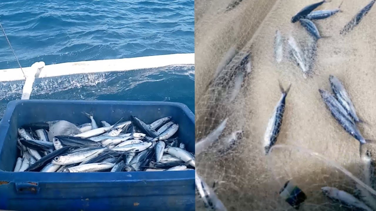 JACKPOT SA FLYING FISH #flyingfishfishing - YouTube